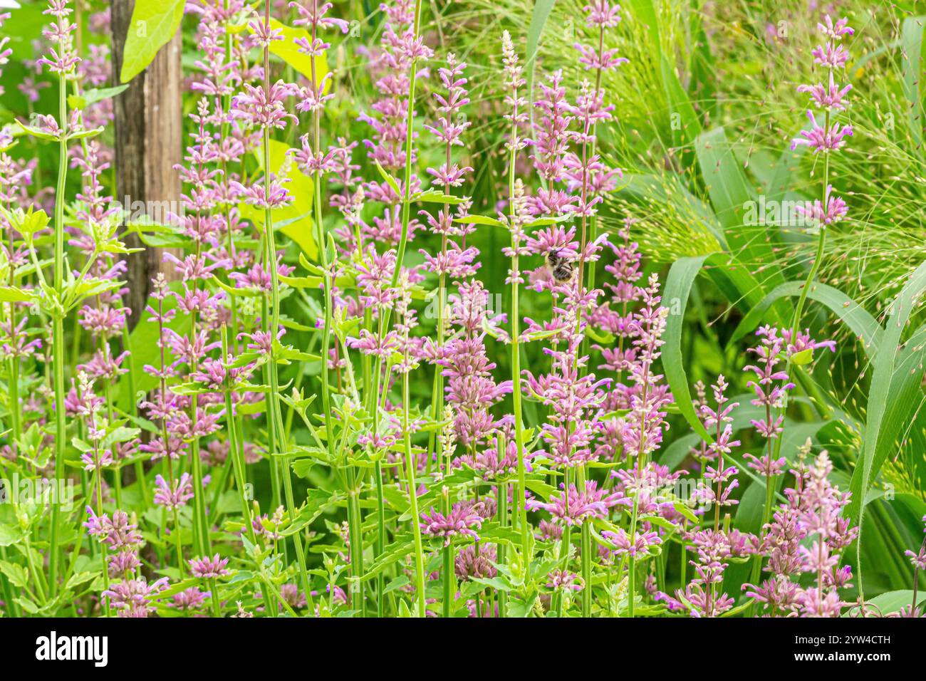 Giant hyssop 'Pink Pop', Agastache astromontana 'Pink Pop', flowers ...