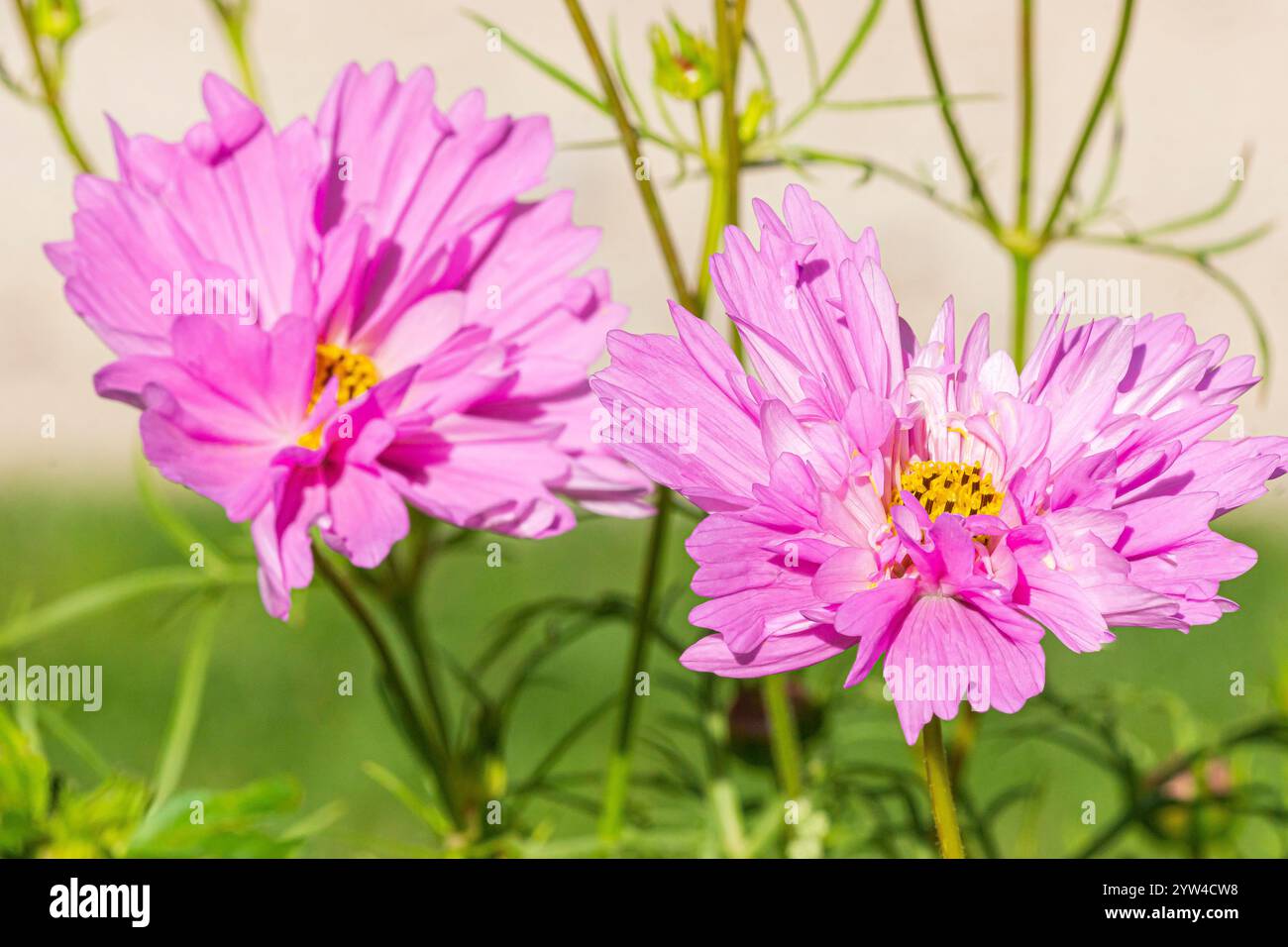 Cosmos 'Double Click Rose', Cosmos bipinnatus 'Double Click Rose ...