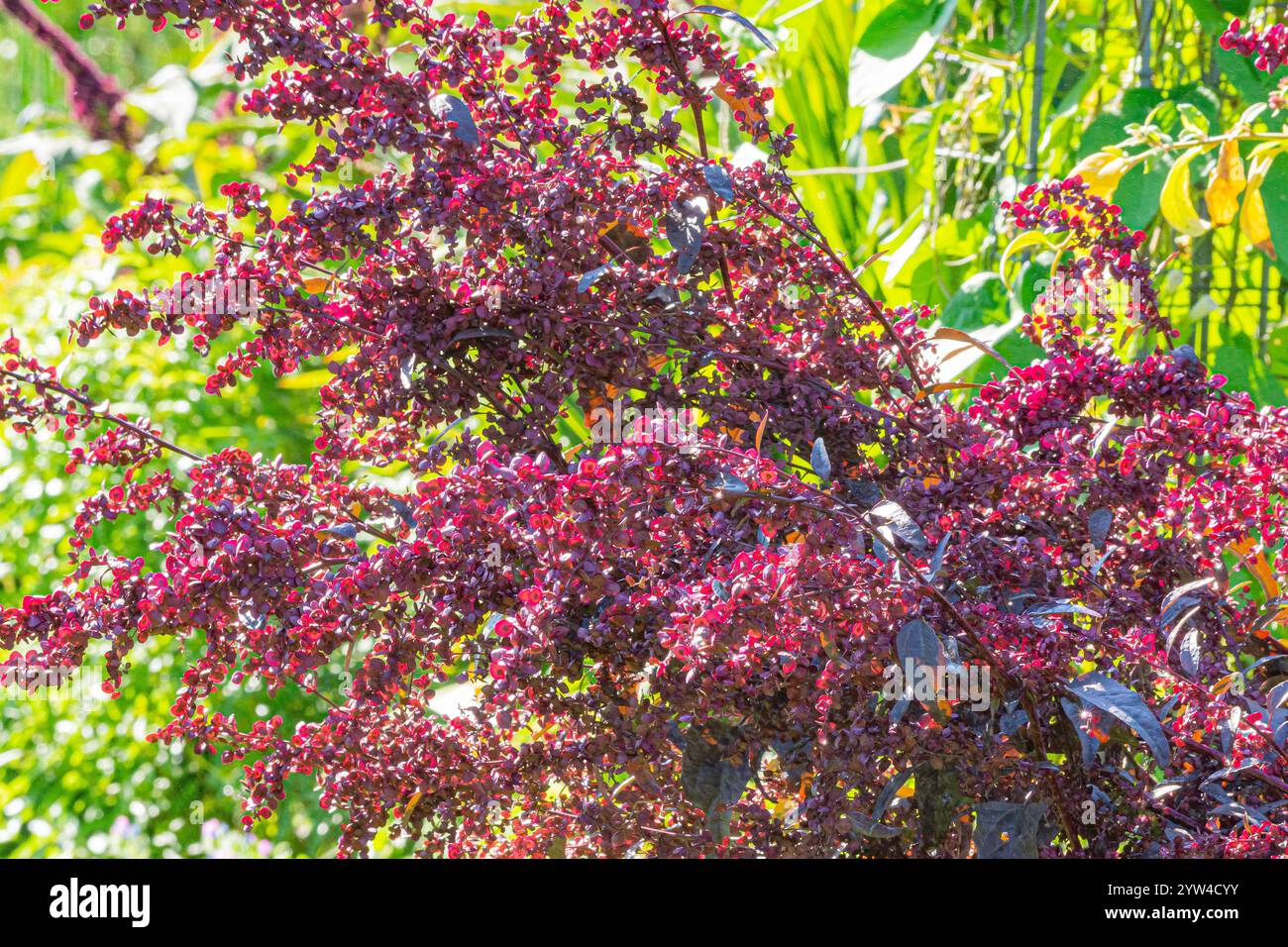 Mountain Spinach 'Rubra', Atriplex hortensis 'Rubra' Stock Photo - Alamy
