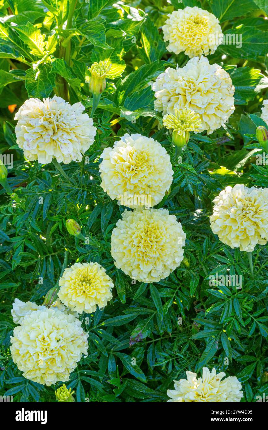 African Marigold, Tagetes erecta 'Vanilla', flowers Stock Photo - Alamy