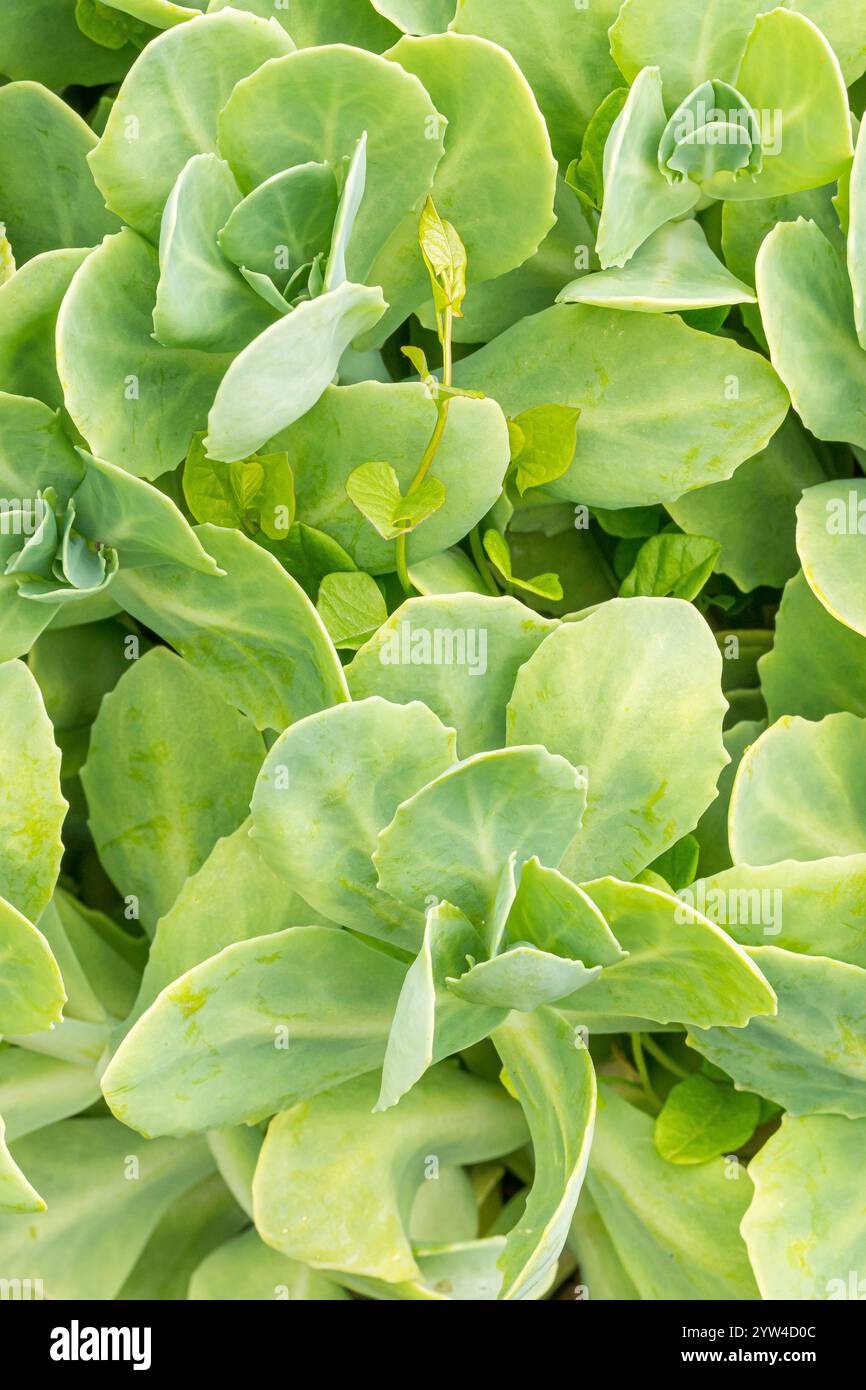 Variegated Japanese Stonecrop, Sedum makinoi 'Variegatum', foliage ...