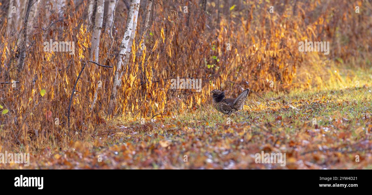 Triggered by photoperiod hi-res stock photography and images - Alamy