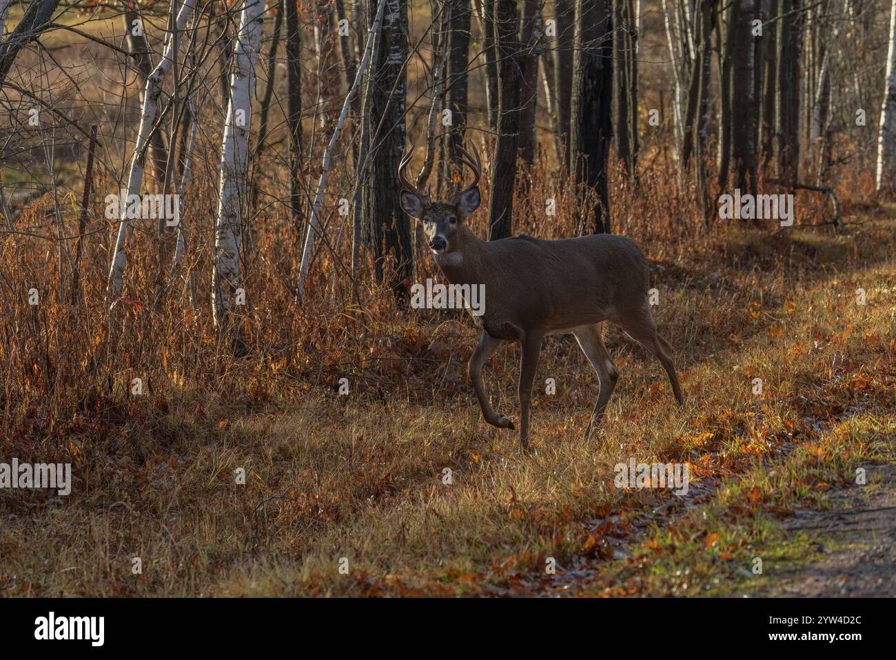 White-tailed buck during the rut in northern Wisconsin Stock Photo - Alamy