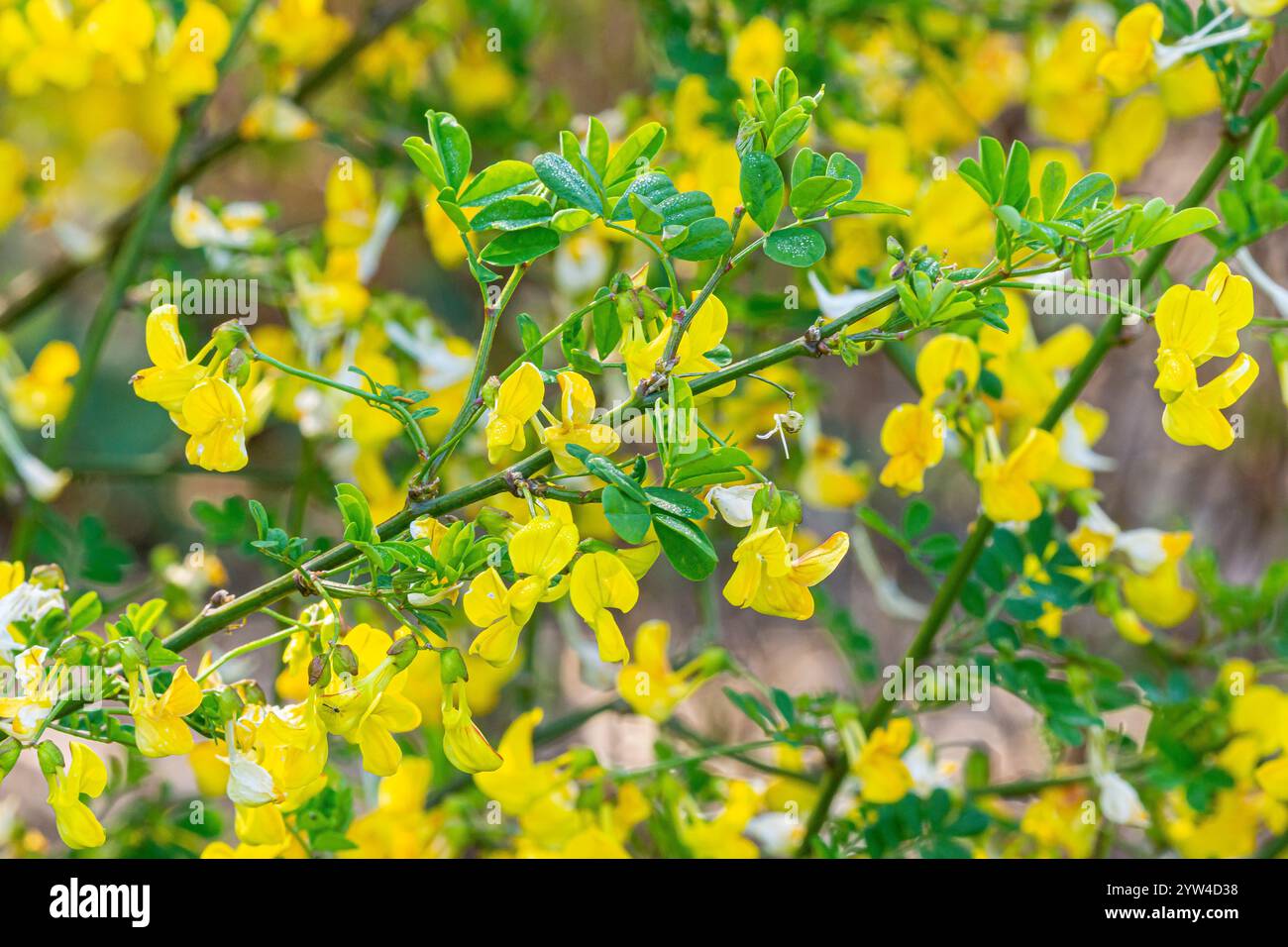 Scorpion Senna, Coronilla emerus, flowers Stock Photo - Alamy