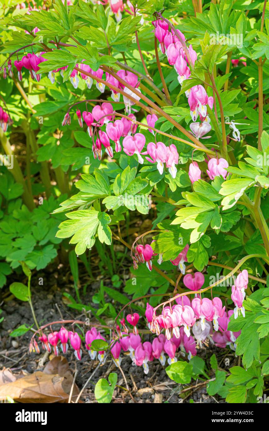 Common bleedinghearts 'Valentine', Dicentra spectabilis 'Valentine' in ...