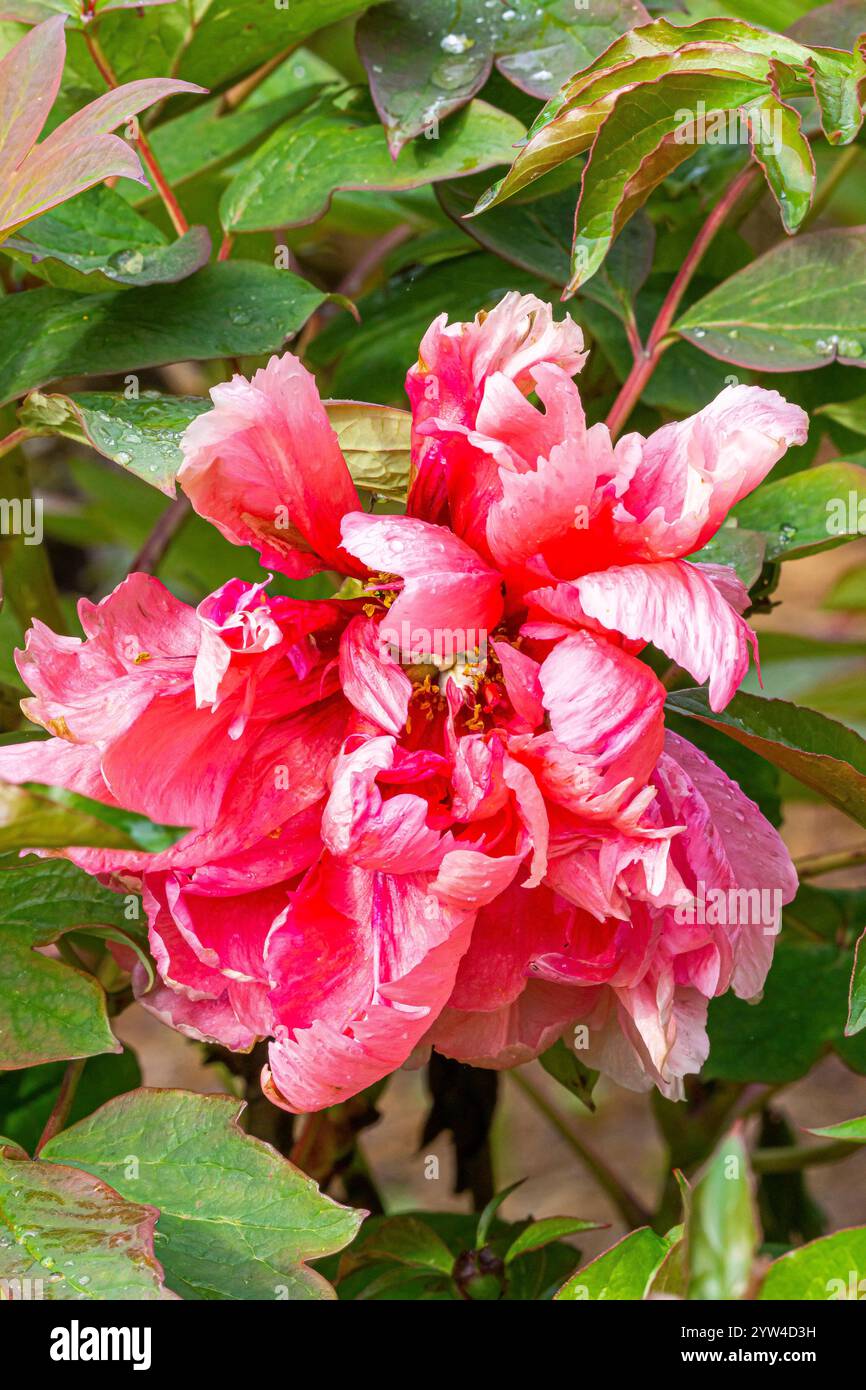 Tree Peony, Paeonia 'Madame Stuart Low', flower Stock Photo - Alamy