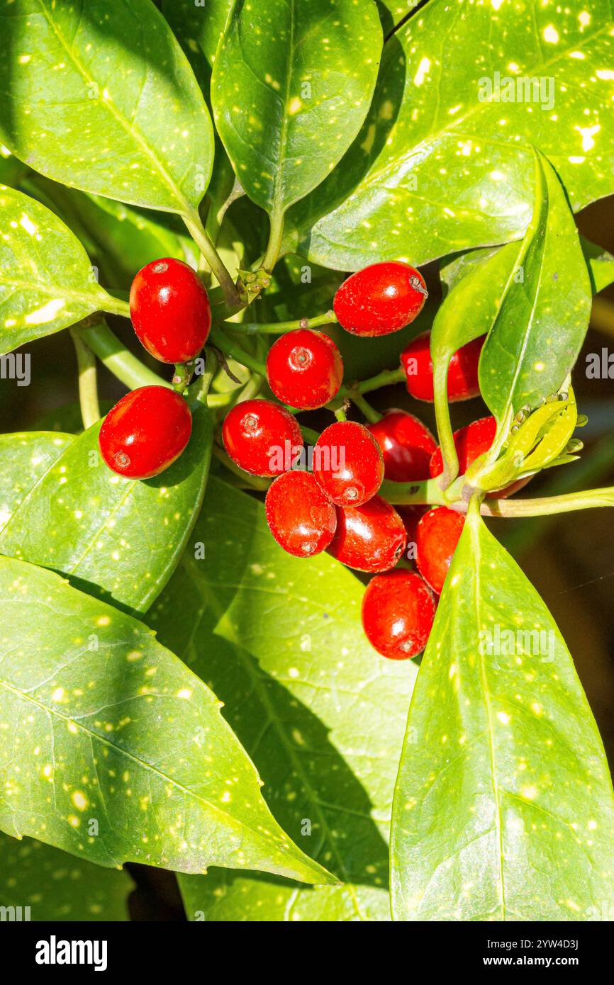 Japanese Aucuba, Spotted Laurel, Aucuba japonica 'Longifolia', berries ...