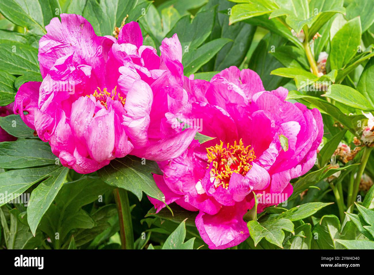 Tree peony, Paeonia Itoh 'First Arrival', flowers Stock Photo - Alamy