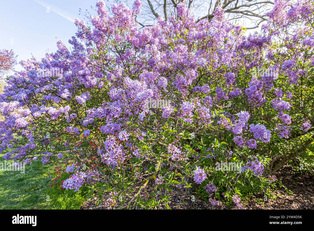 Persian Lilac, Syringa persica, in bloom Stock Photo - Alamy