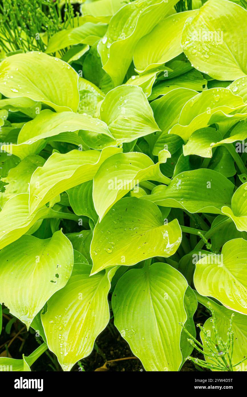 Plantain Lily, Hosta tardiana 'Blonde Elf', foliage Stock Photo - Alamy