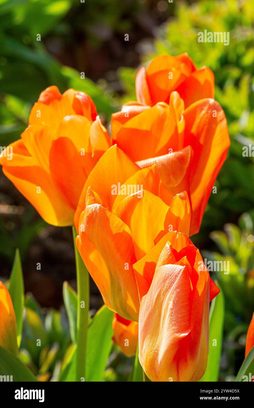 Tulip 'Orca', Tulipa Double Early, Tulipa 'Orca', flowers Stock Photo ...