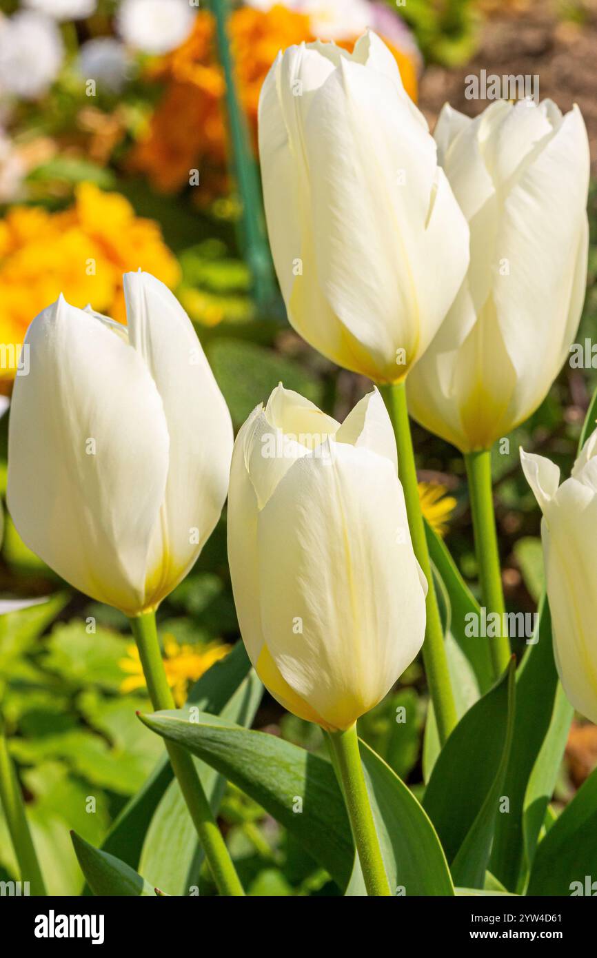 Tulip 'Purissima', Fosteriana Tulip, Fosteriana Tulip 'Flaming ...