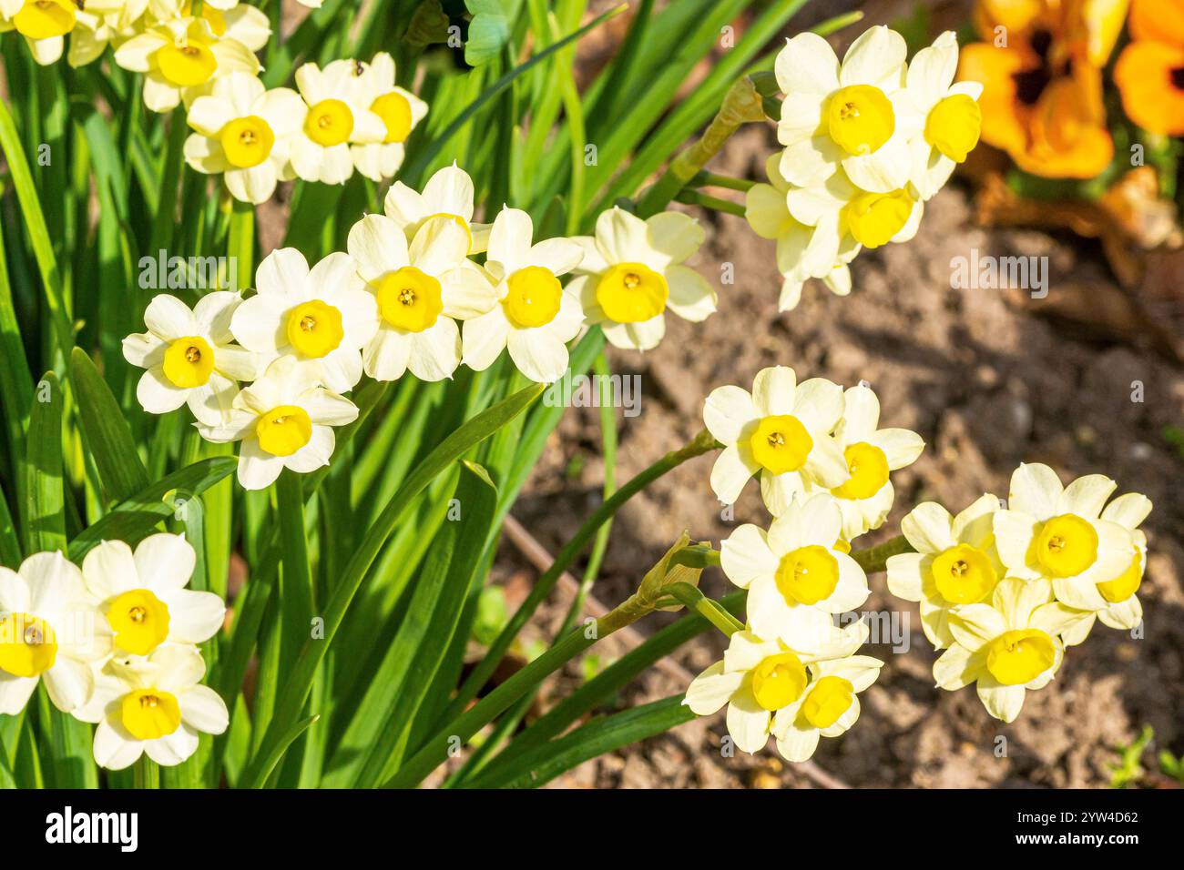Miniature Cream Daffodil, Narcissus tazetta 'Minnow', flowers Stock ...