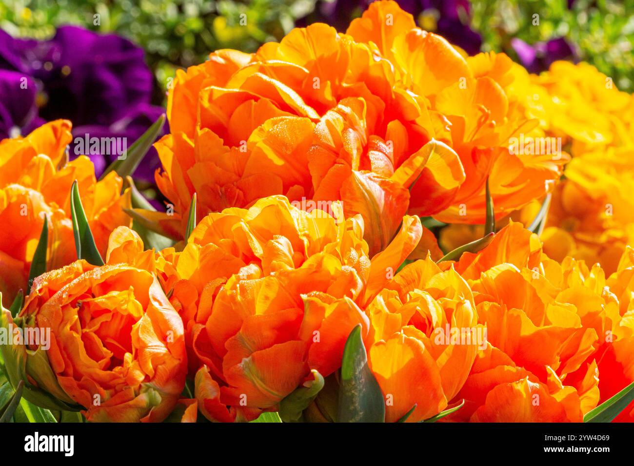 Tulip 'Orca', Tulipa Double Early, Tulipa 'Orca', flowers Stock Photo ...