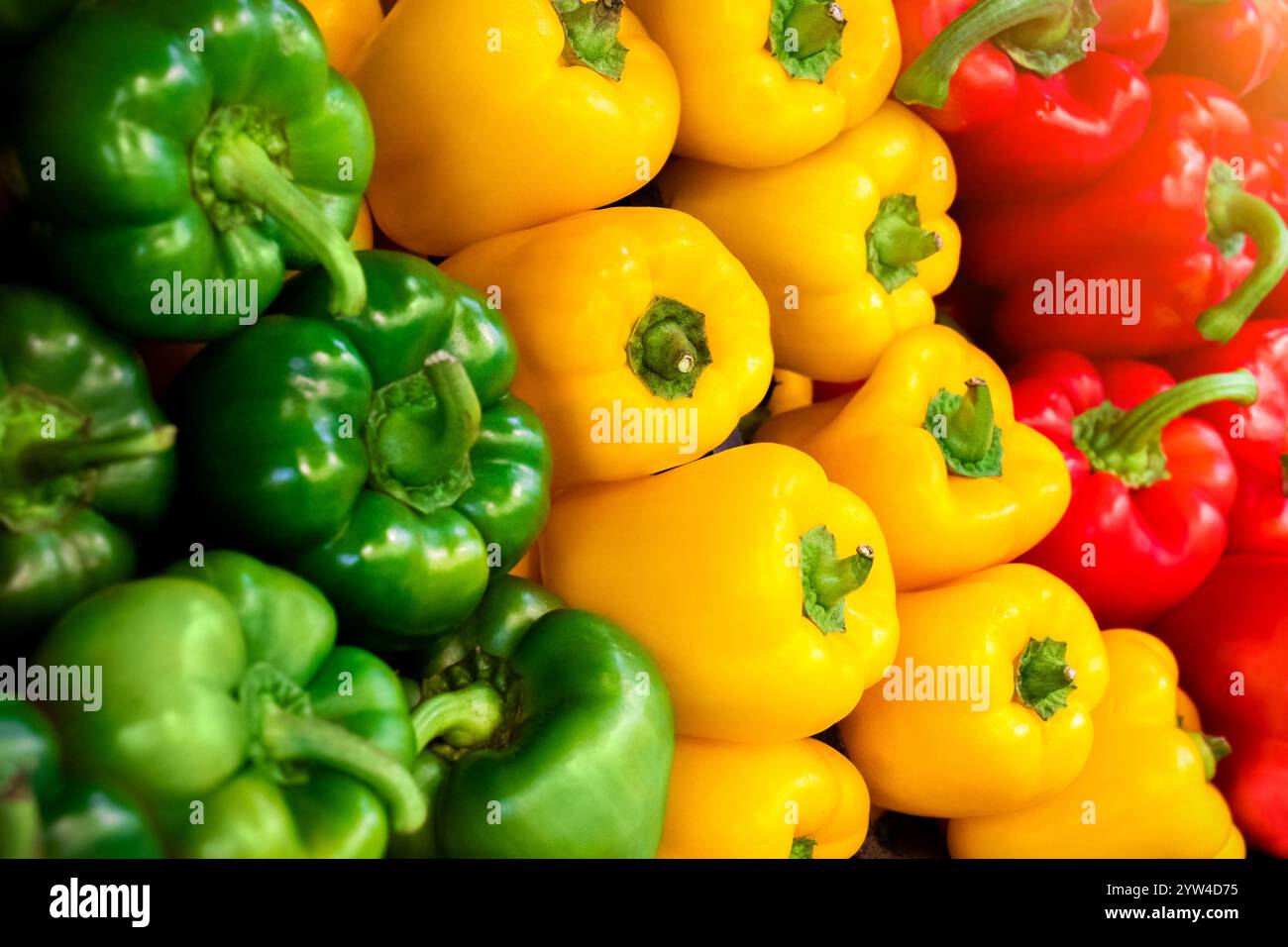 Fresh bell pepper paprika selection - Large group of many ripe yellow ...
