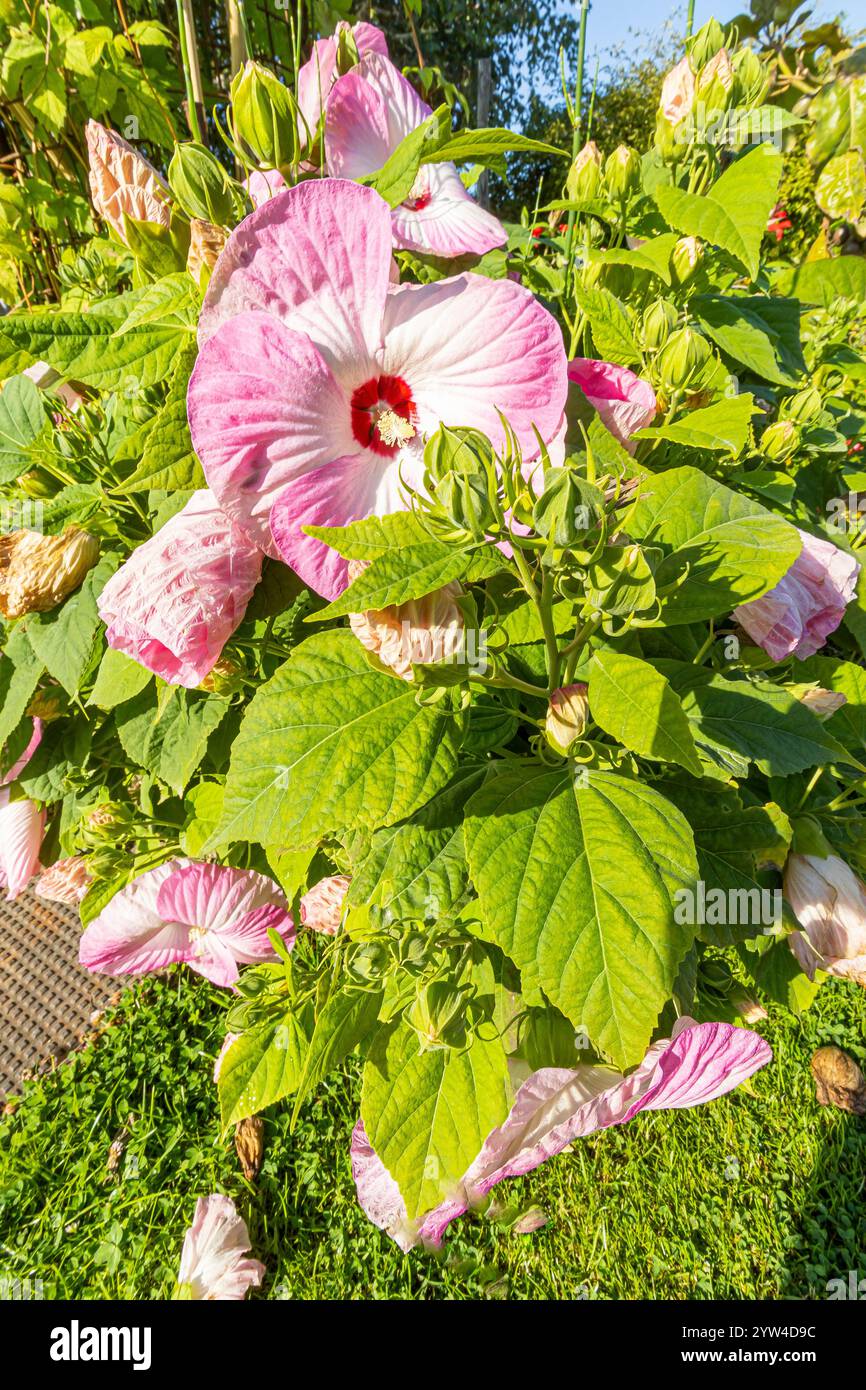 Swamp Rosemallow, Hibiscus moscheutos 'Luna Blush', flowers Stock Photo ...