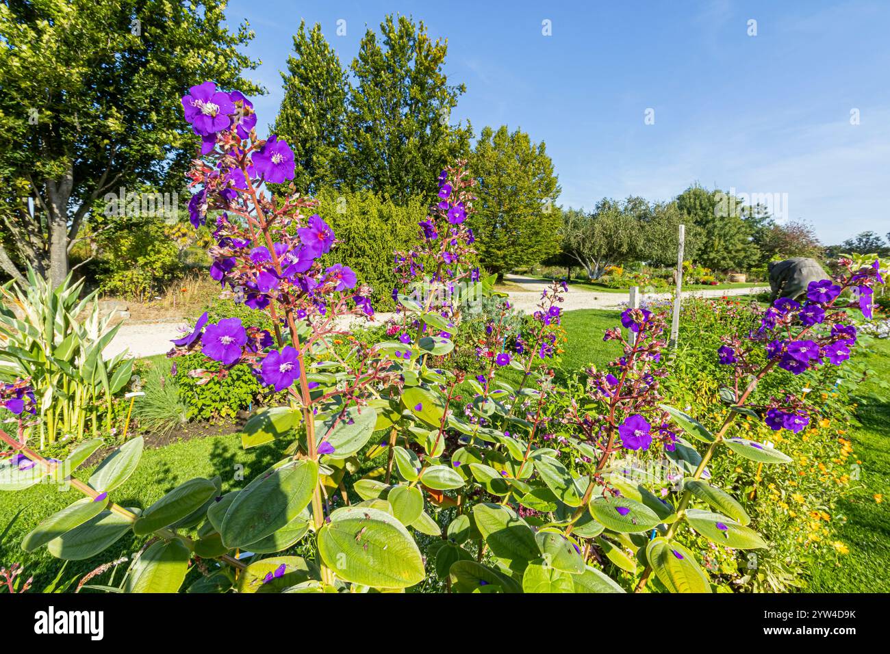 Purple Glory Tree, Tibouchina grandifolia, Ecole du Breuil, Bois de Vincennes, Paris, France ...