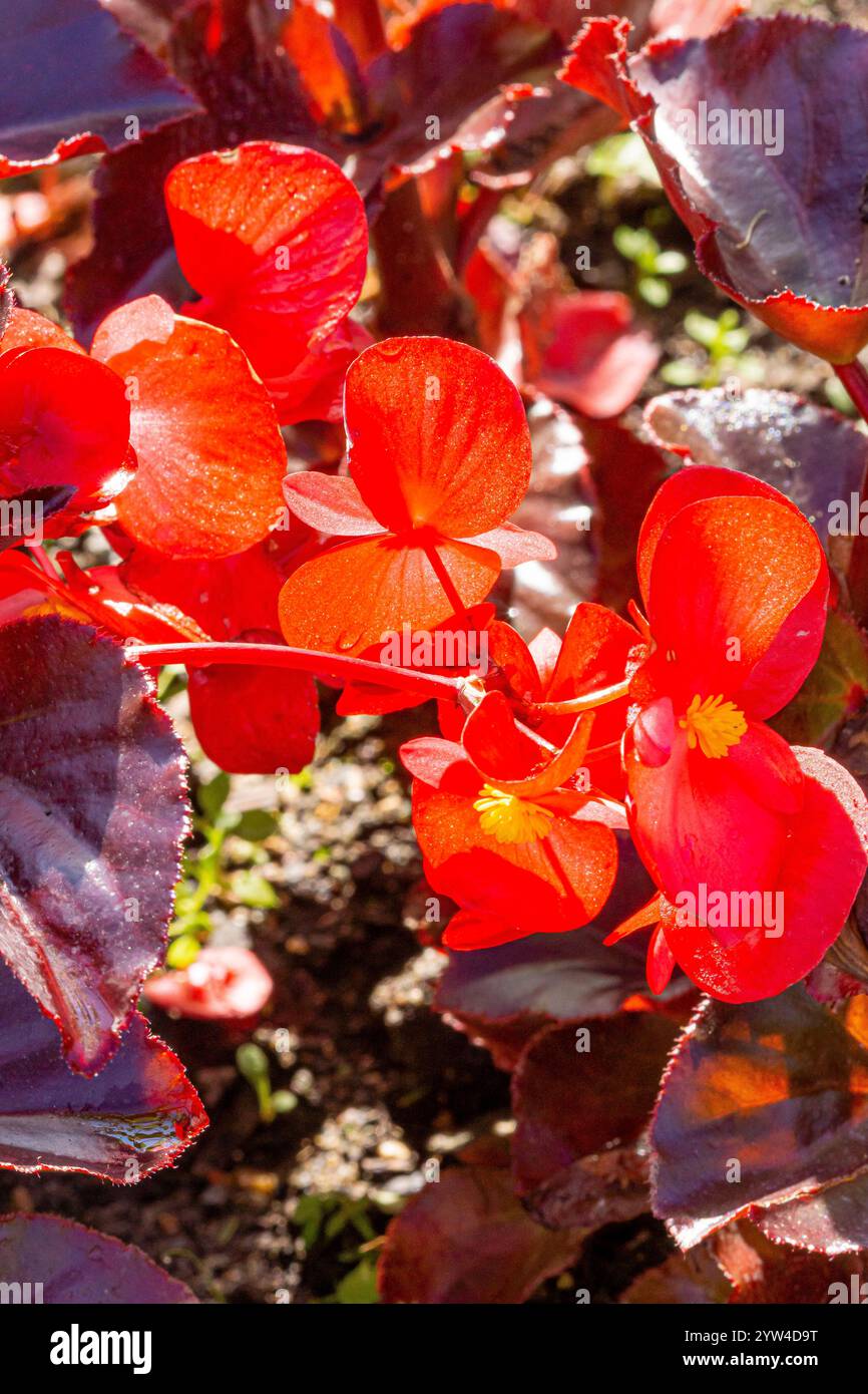 Begonia Viking XL Red On Chocolate F1, flowers Stock Photo - Alamy
