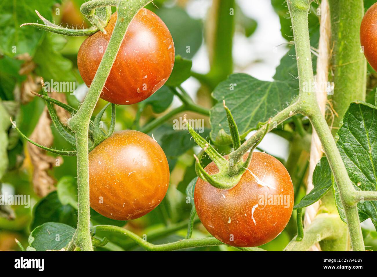 Tomato Cindel F1 Stock Photo - Alamy