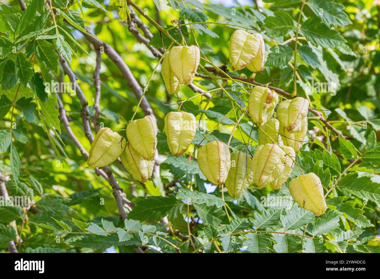 Golden rain tree, Koelreuteria paniculata, capsules Stock Photo - Alamy
