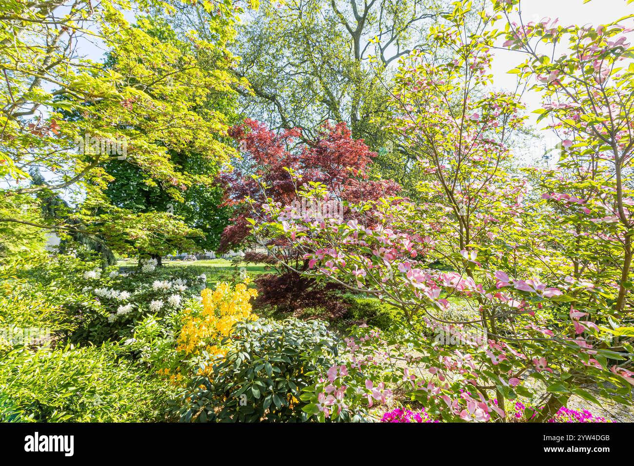 Flowering Dogwood, Cornus florida 'Cherokee Sunset', in bloom and ...