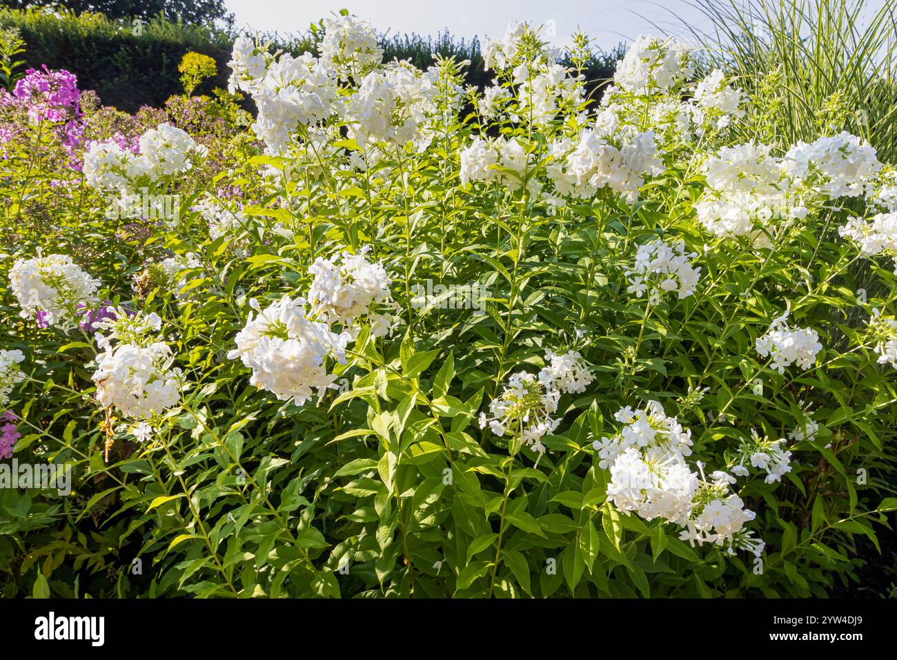 Fall phlox, Phlox paniculata 'Fujiyama', flowers Stock Photo - Alamy