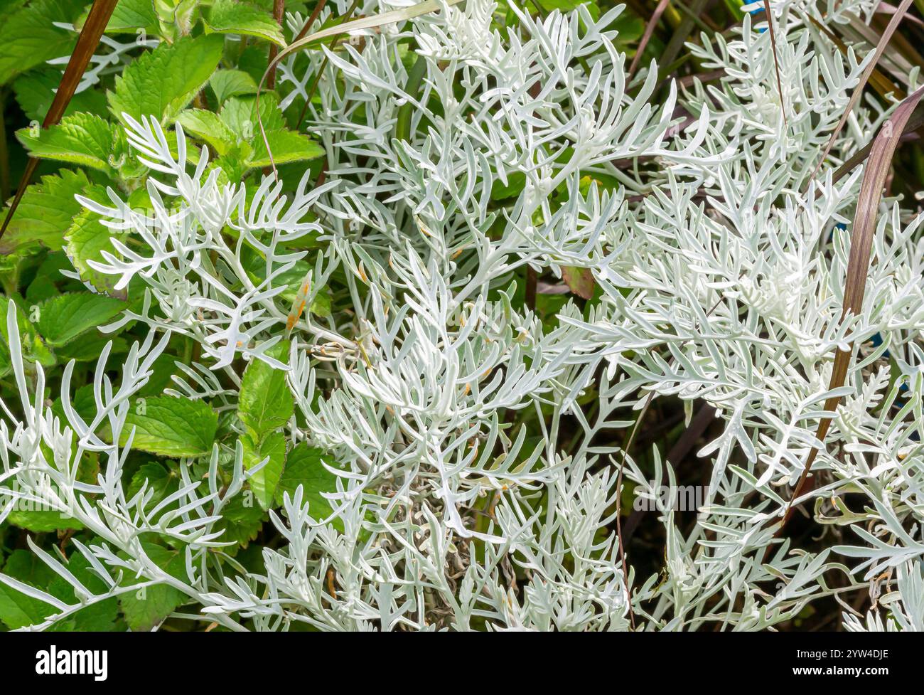 Dusty Miller, Senecio vira-vira or Senecio leucostachys, foliage Stock ...