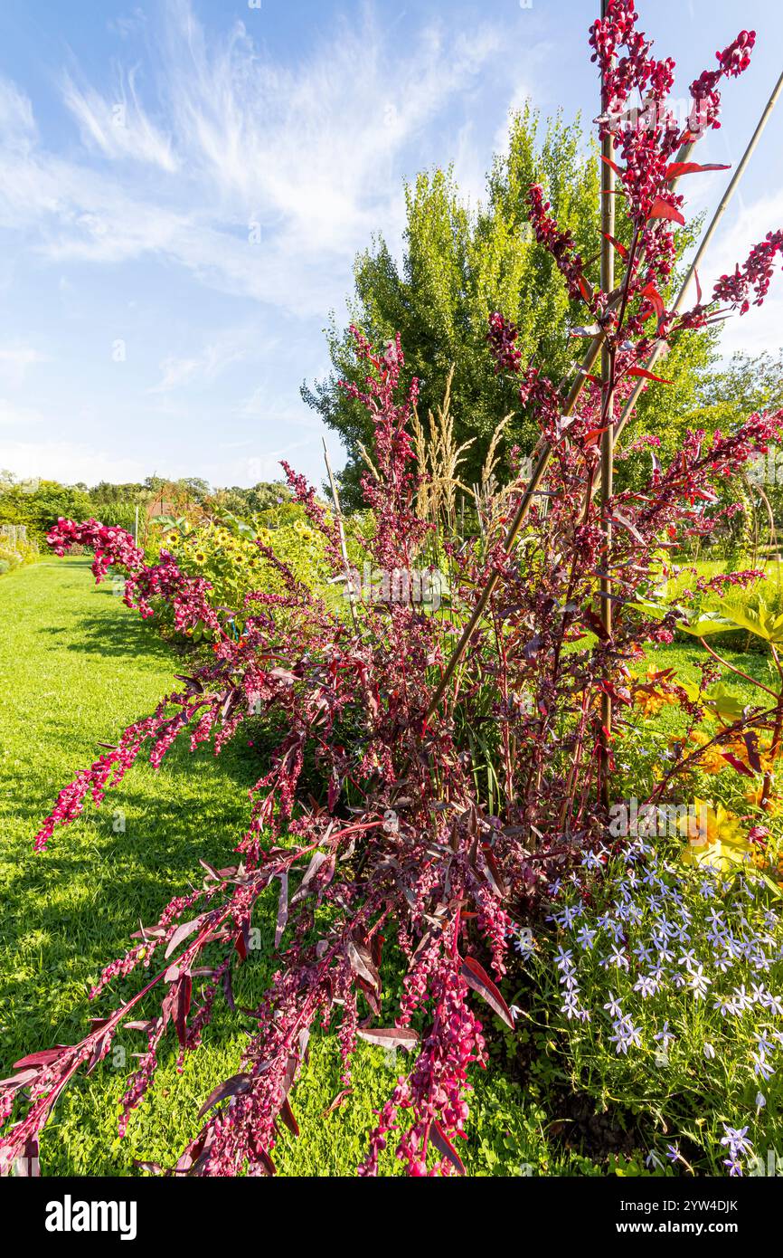 Mountain Spinach, Atriplex hortensis 'Rubra' in bloom Stock Photo - Alamy