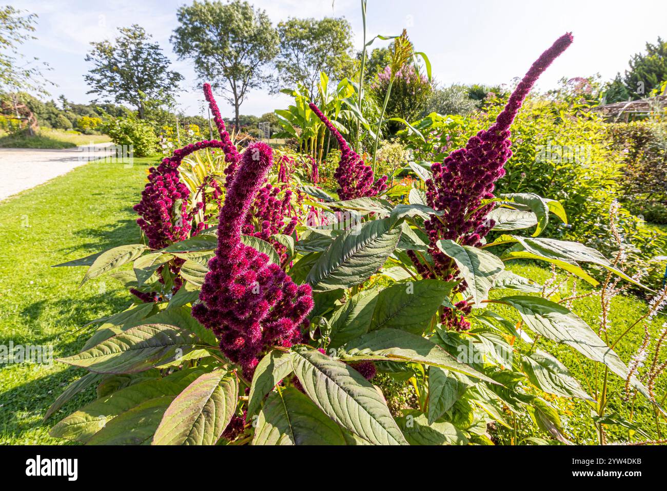 Amaranthus gangeticus 'Elephant's Head', inflorescence Stock Photo - Alamy