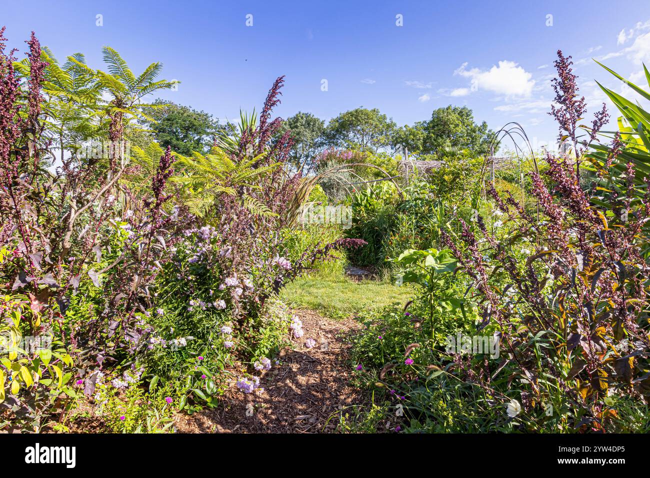 Mountain Spinach, Atriplex hortensis 'Rubra', Ecole du Breuil, paris ...