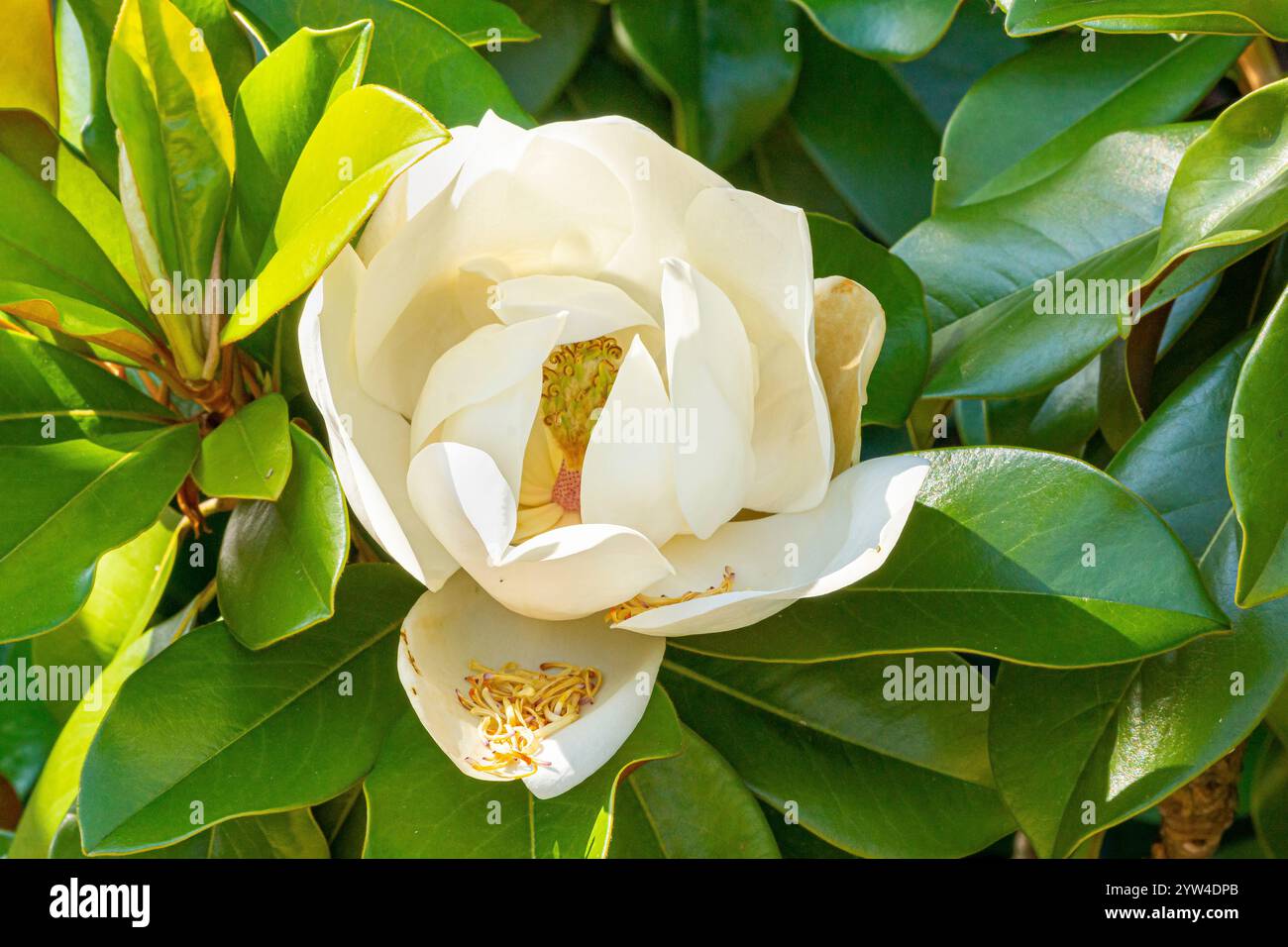 Southern Magnolia, Magnolia grandiflora, flower Stock Photo - Alamy