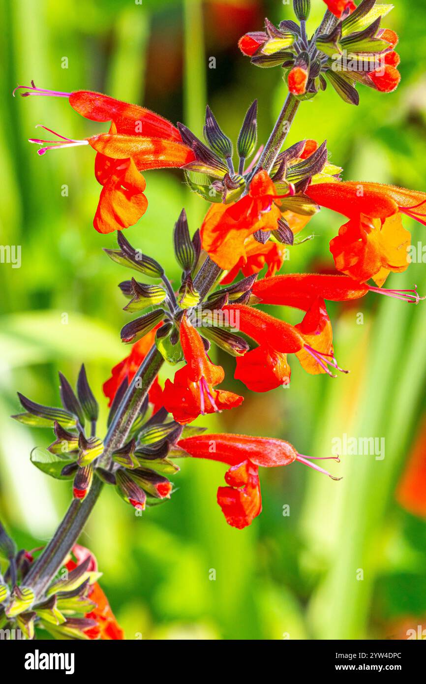 Scarlet Sage, Salvia Coccinea 'Grand Sage', flowers Stock Photo - Alamy