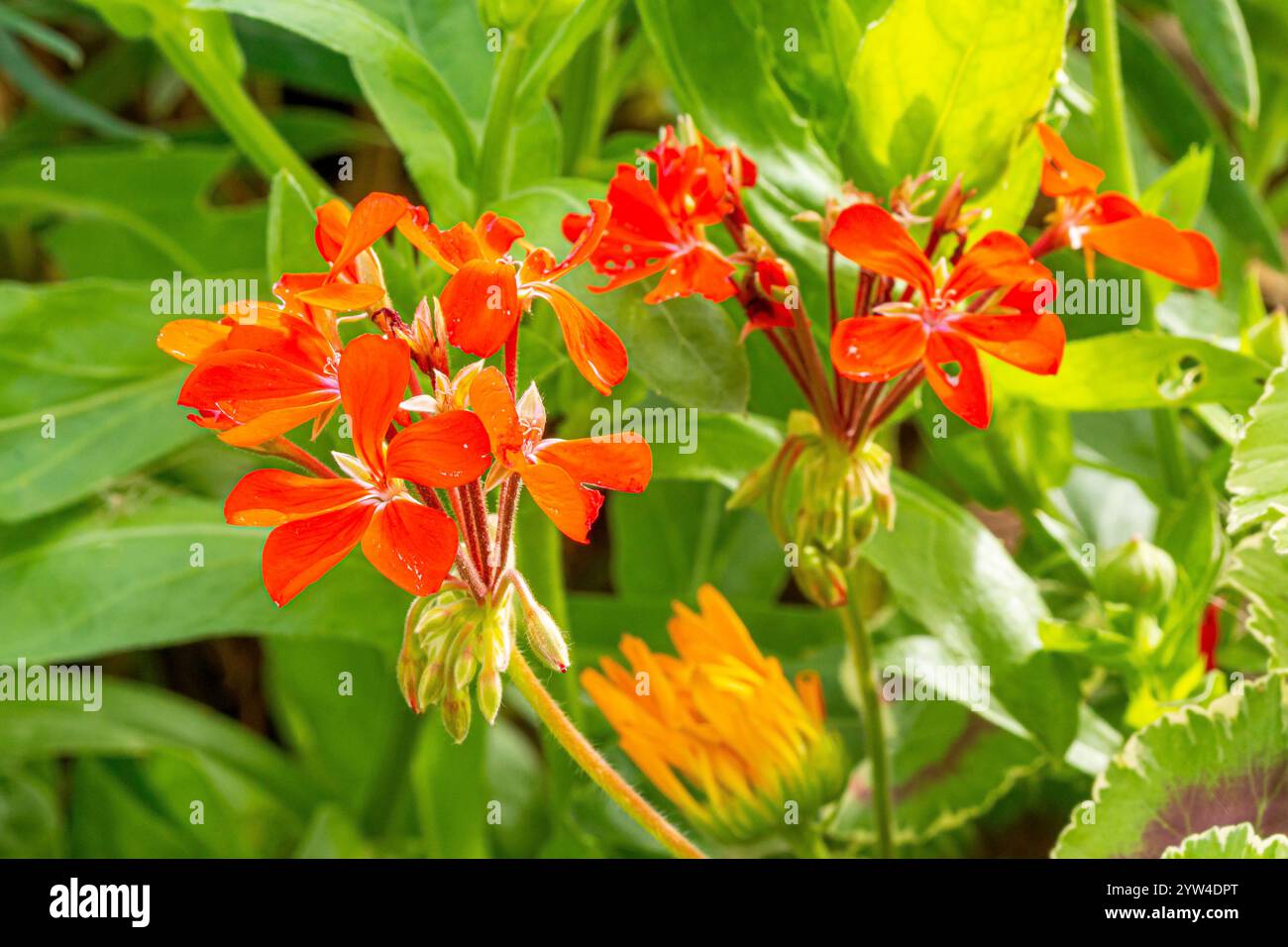 Zonale Geranium 'Mrs Pollock', flowers Stock Photo - Alamy