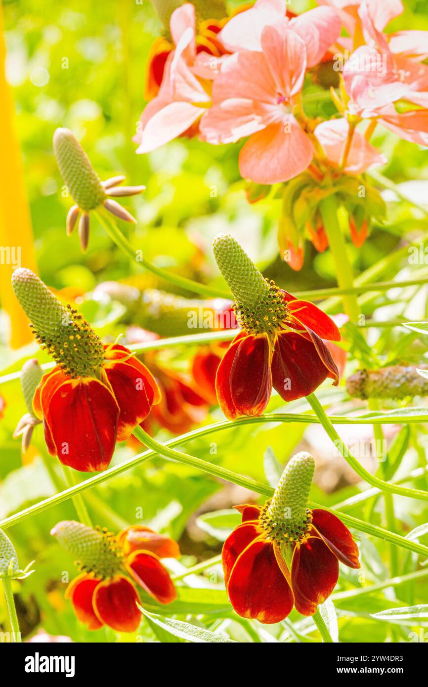 Columnar Coneflower, Mexican Hat Plant, Ratibida columnifera 'Red ...