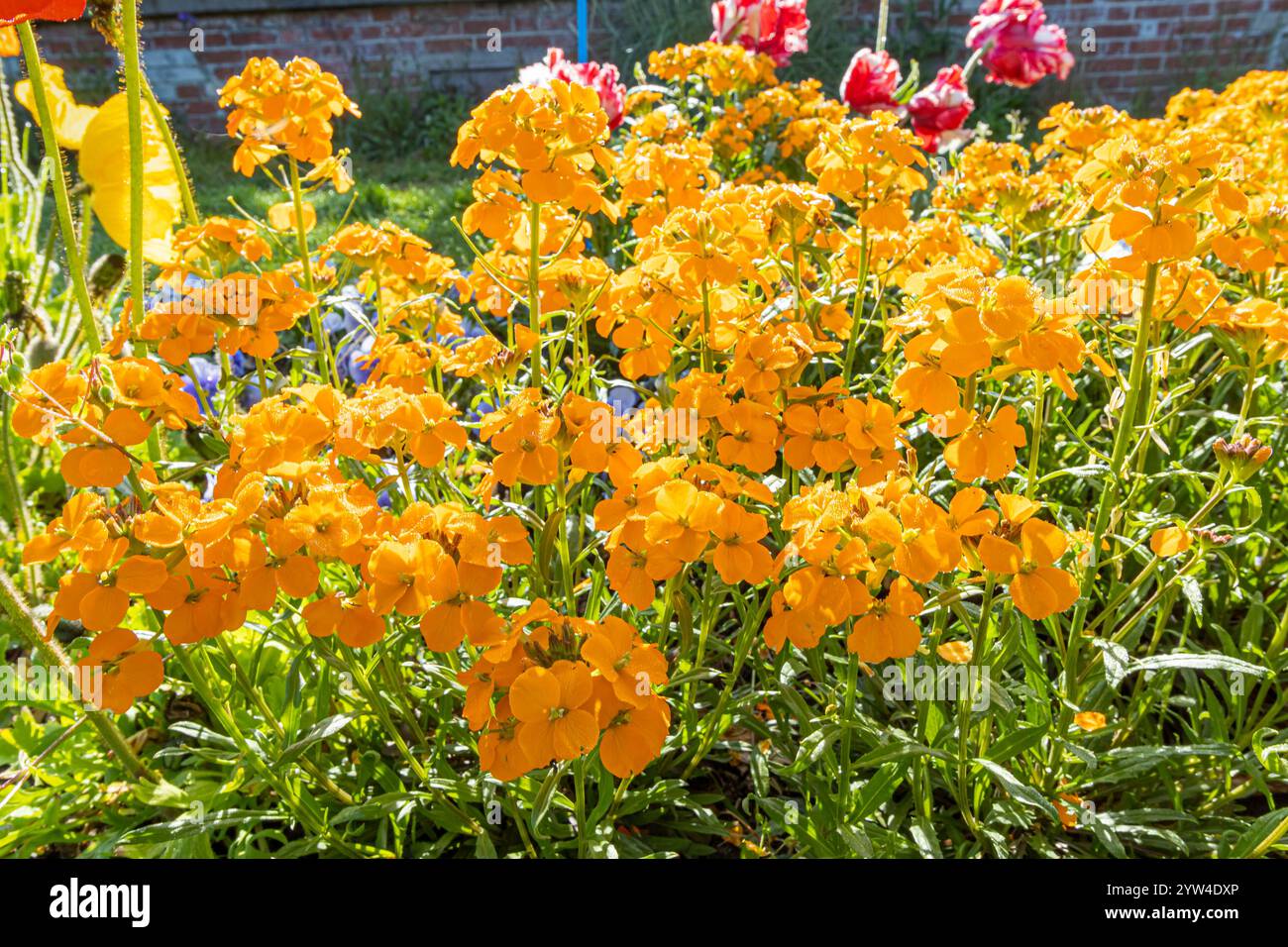 Siberian Wallflower, Erysimum marshallii ?Orange Bedder?, flowers Stock ...