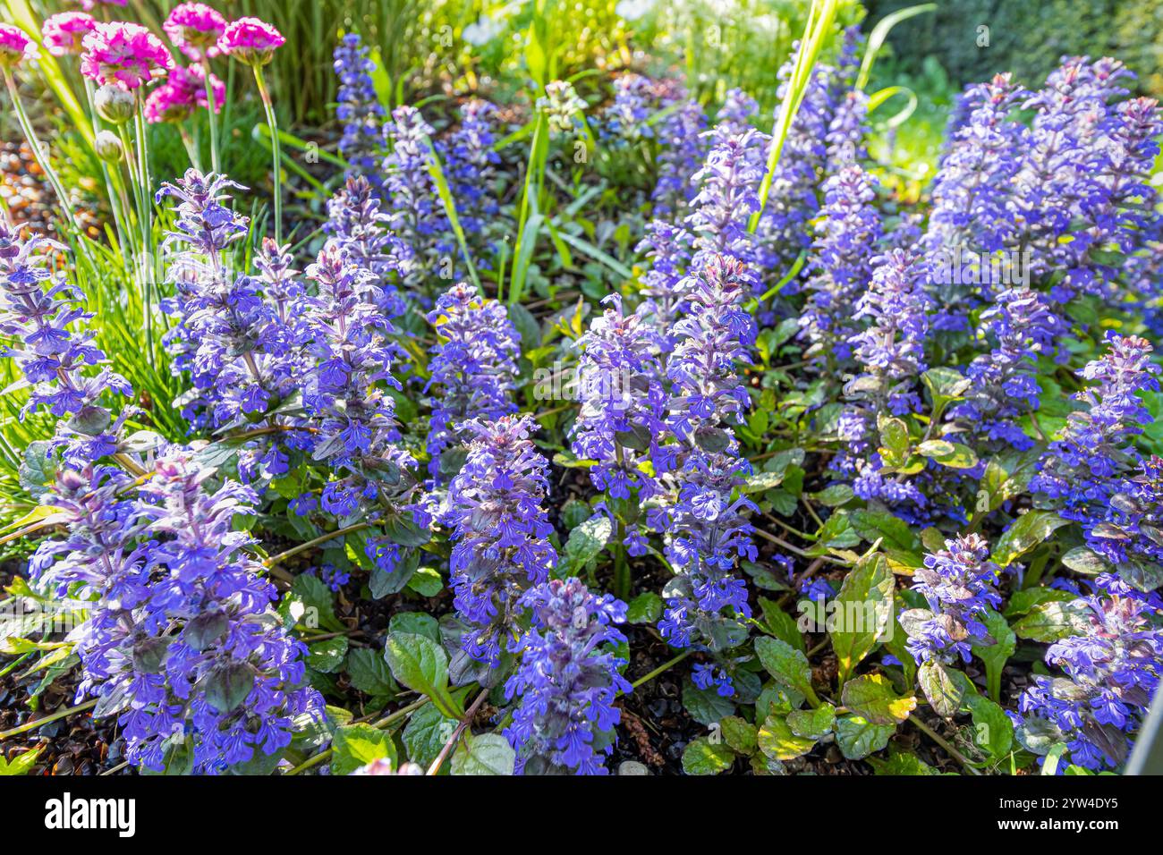 Carpet Bugle 'Atropurpurea', Ajuga reptans 'Atropurpurea', flowers ...