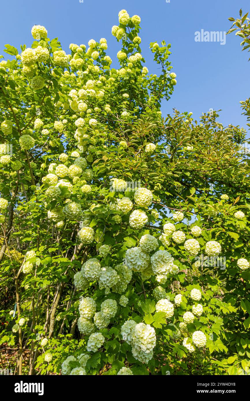 Japanese snowball, Viburnum opulus 'Roseum', in bloom Stock Photo - Alamy