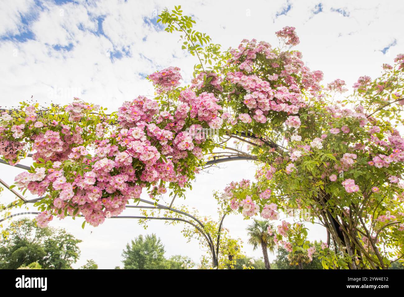 Hybrid climbing rose of Rosa multiflora, Rosa 'Rush Rambler' Breeder ...