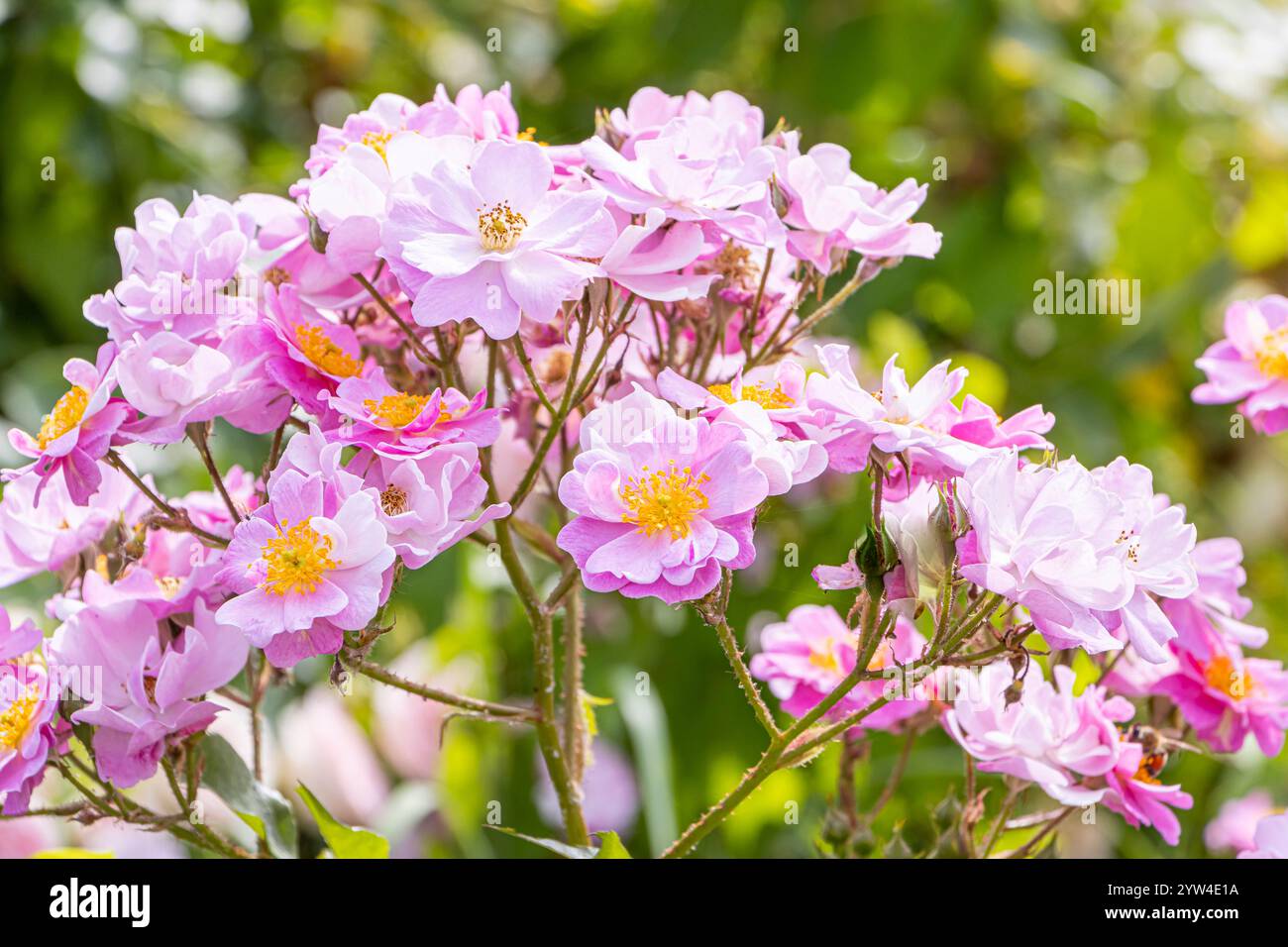 Rosa rugosa hybrid rose, Rosa 'Lavender Dream' Breeder: Interplant 1984 ...