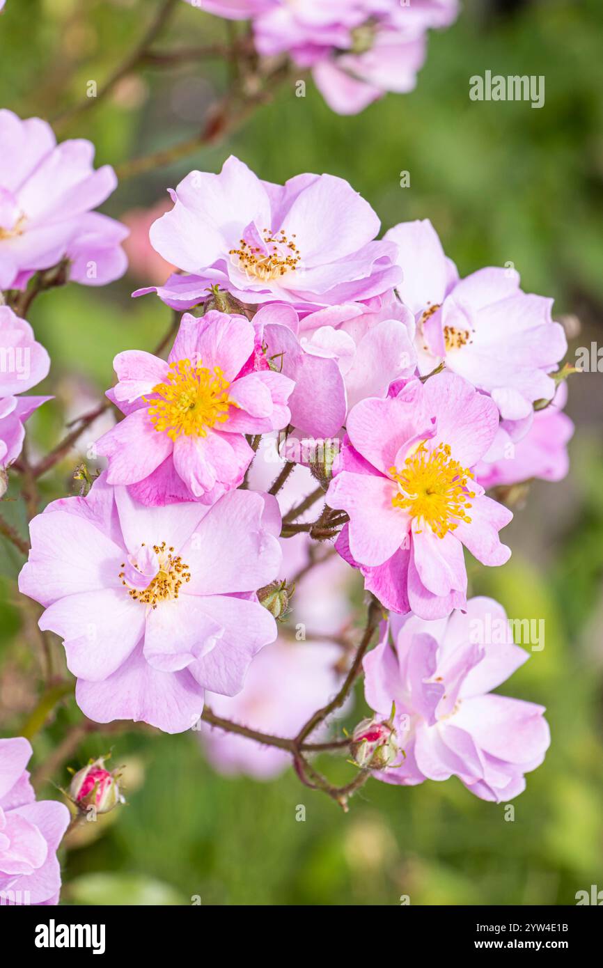 Rosa rugosa hybrid rose, Rosa 'Lavender Dream' Breeder: Interplant 1984 ...