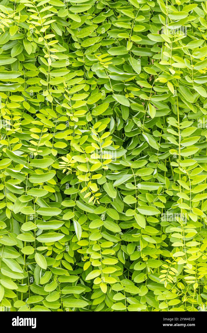 Japanese pagoda tree, Sophora japonica 'Pendula', foliage Stock Photo ...