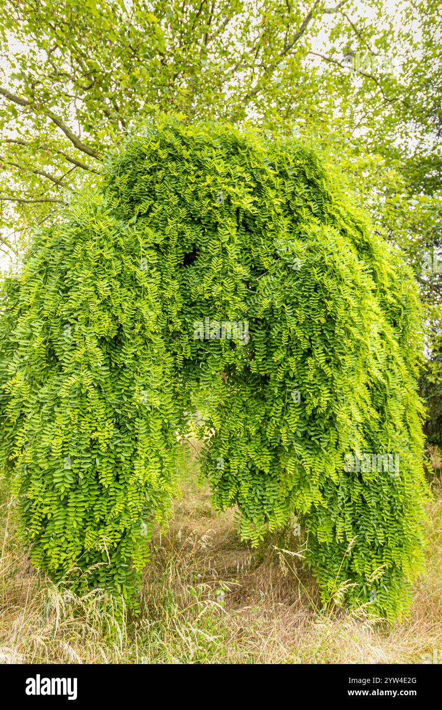 Japanese pagoda tree, Sophora japonica 'Pendula' Stock Photo - Alamy