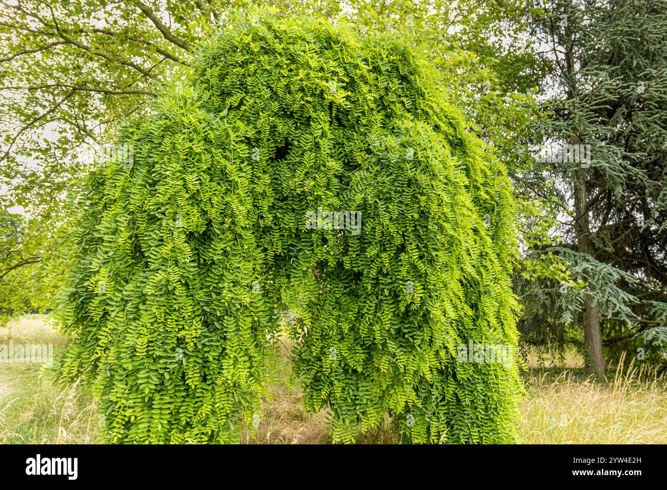 Japanese pagoda tree, Sophora japonica 'Pendula' Stock Photo - Alamy