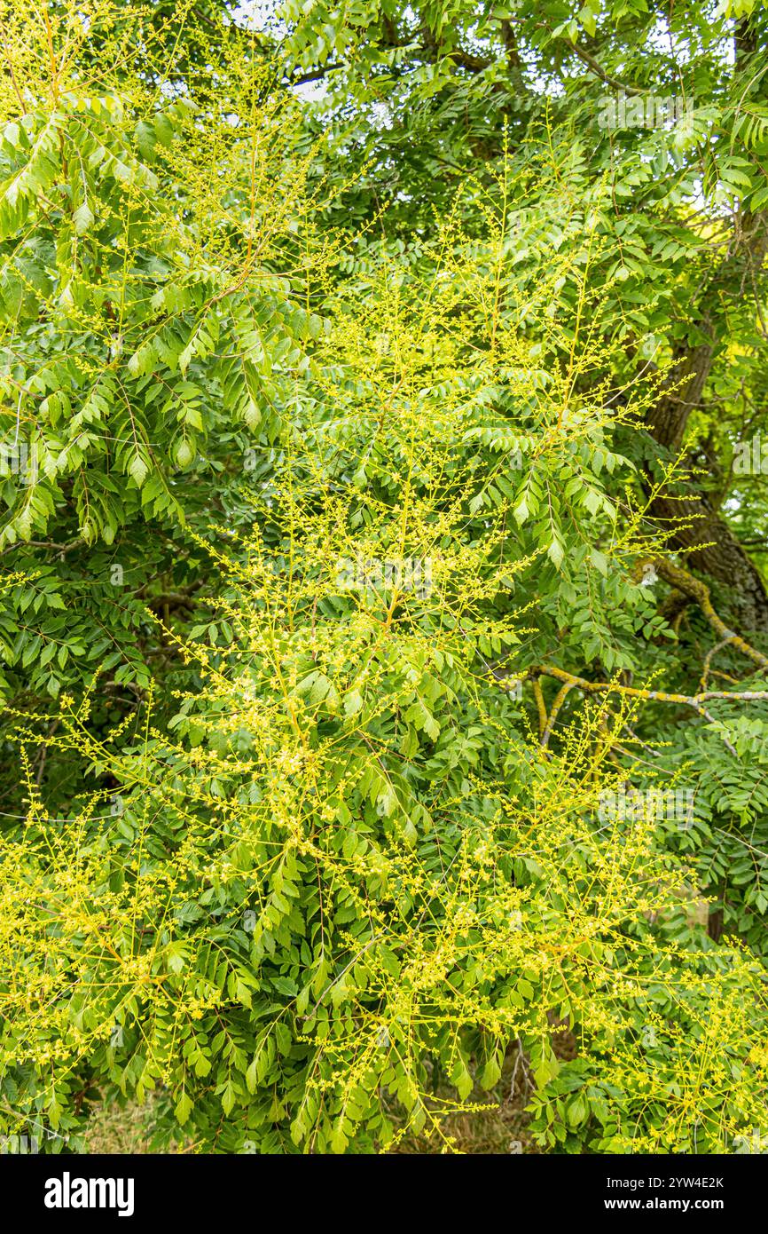 Golden rain tree, Koelreuteria paniculata, inflorescence Stock Photo ...
