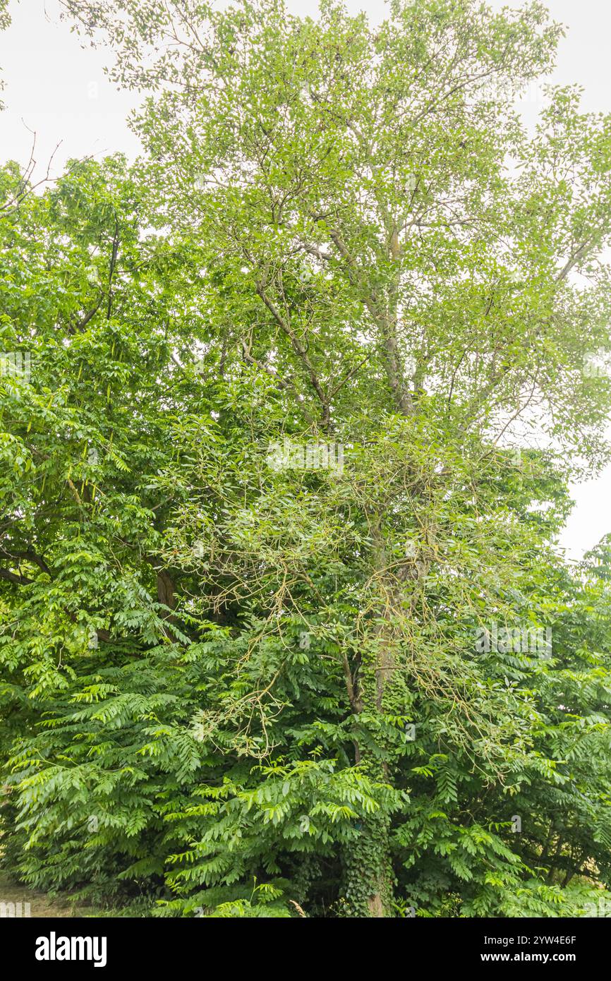 One-leaved ash, Fraxinus excelsior 'Diversifolia' Stock Photo - Alamy