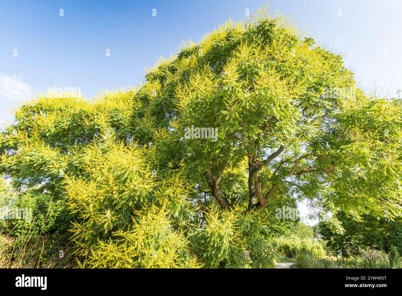 Golden rain tree, Koelreuteria paniculata in bloom Stock Photo - Alamy