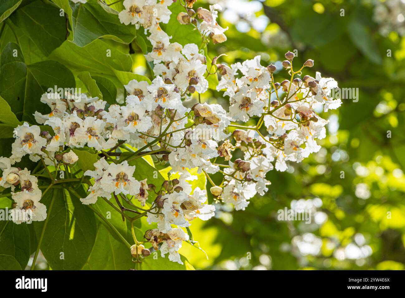 Southern Catalpa, Catalpa bignonioides, flowers Stock Photo - Alamy