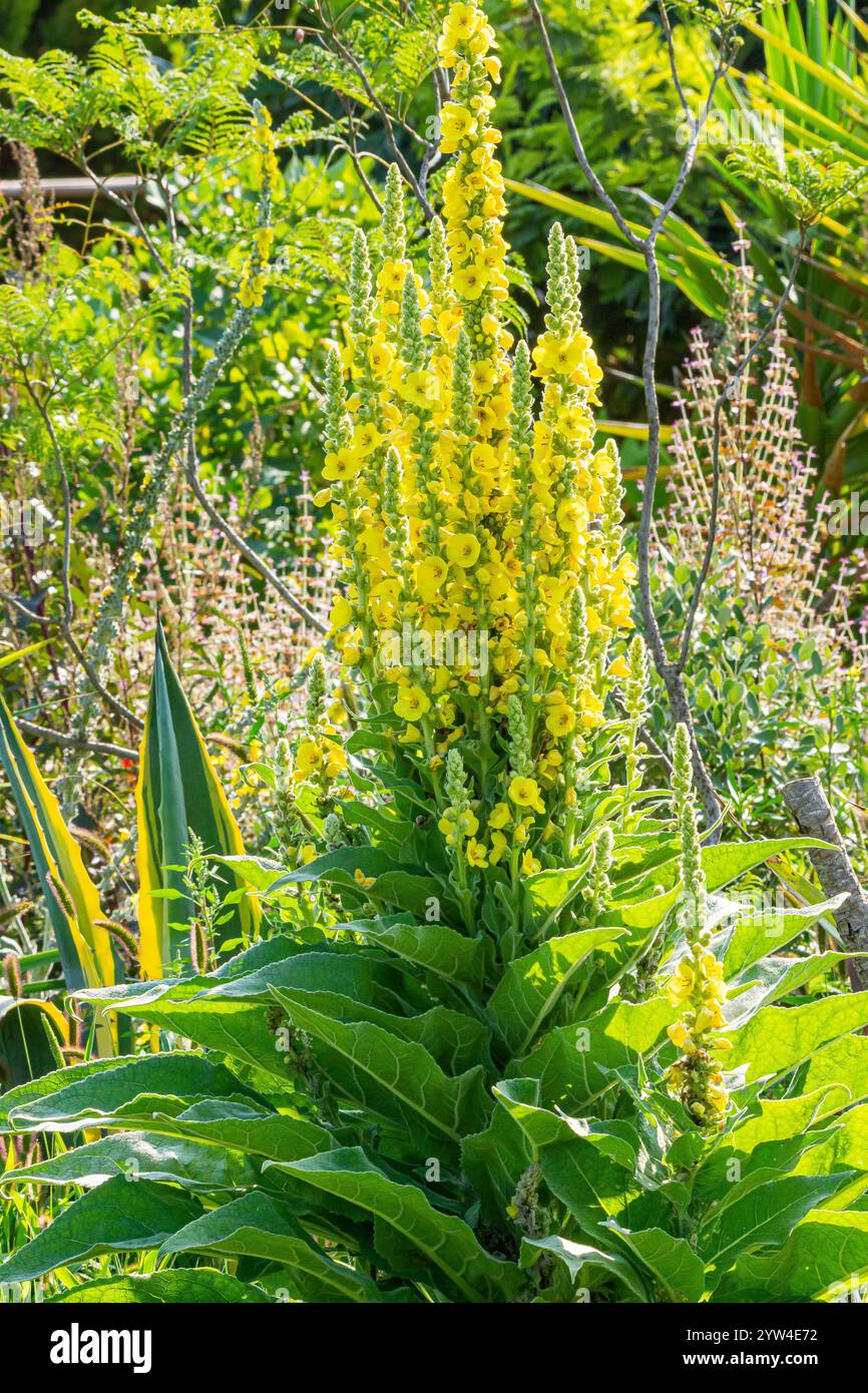Giant Silver Mullein, Verbascum bombyciferum, in bloom Stock Photo - Alamy