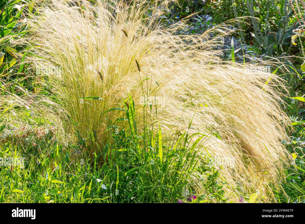 Mexican Feather Grass, Stipa tenuissima 'Pony Tails' Stock Photo - Alamy