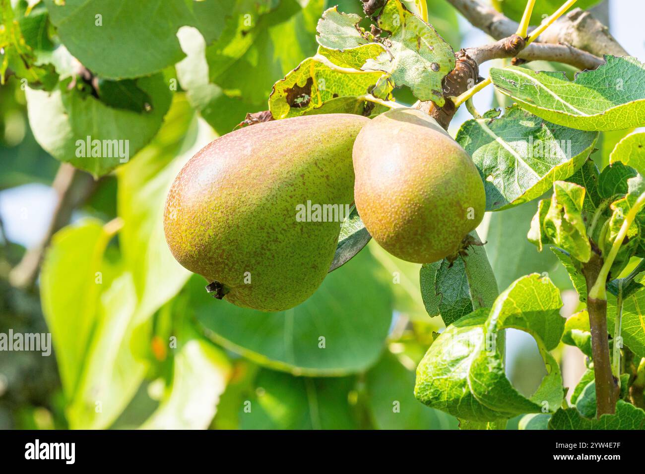 Pear 'Beurre Baltet Pere', Pyrus communis 'Beurre Baltet Pere', fruits ...
